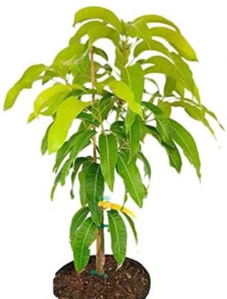 Mango Plant/Tree 3 GAL - Free Shipping ( 12 + Varieties) – Radhe Farms